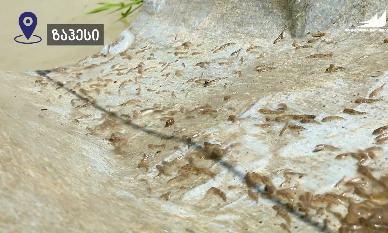 JSC “EP Georgia Generation” has started implementation of the project for preservation and ...